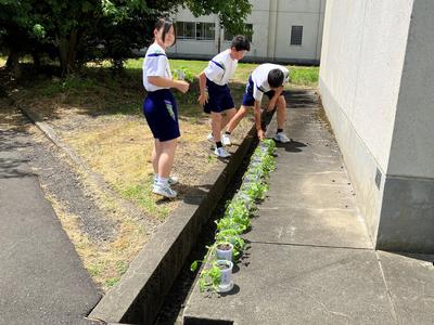 授業の様子 技術家庭科（1年）ラディッシュ栽培 - 武生第一中学校